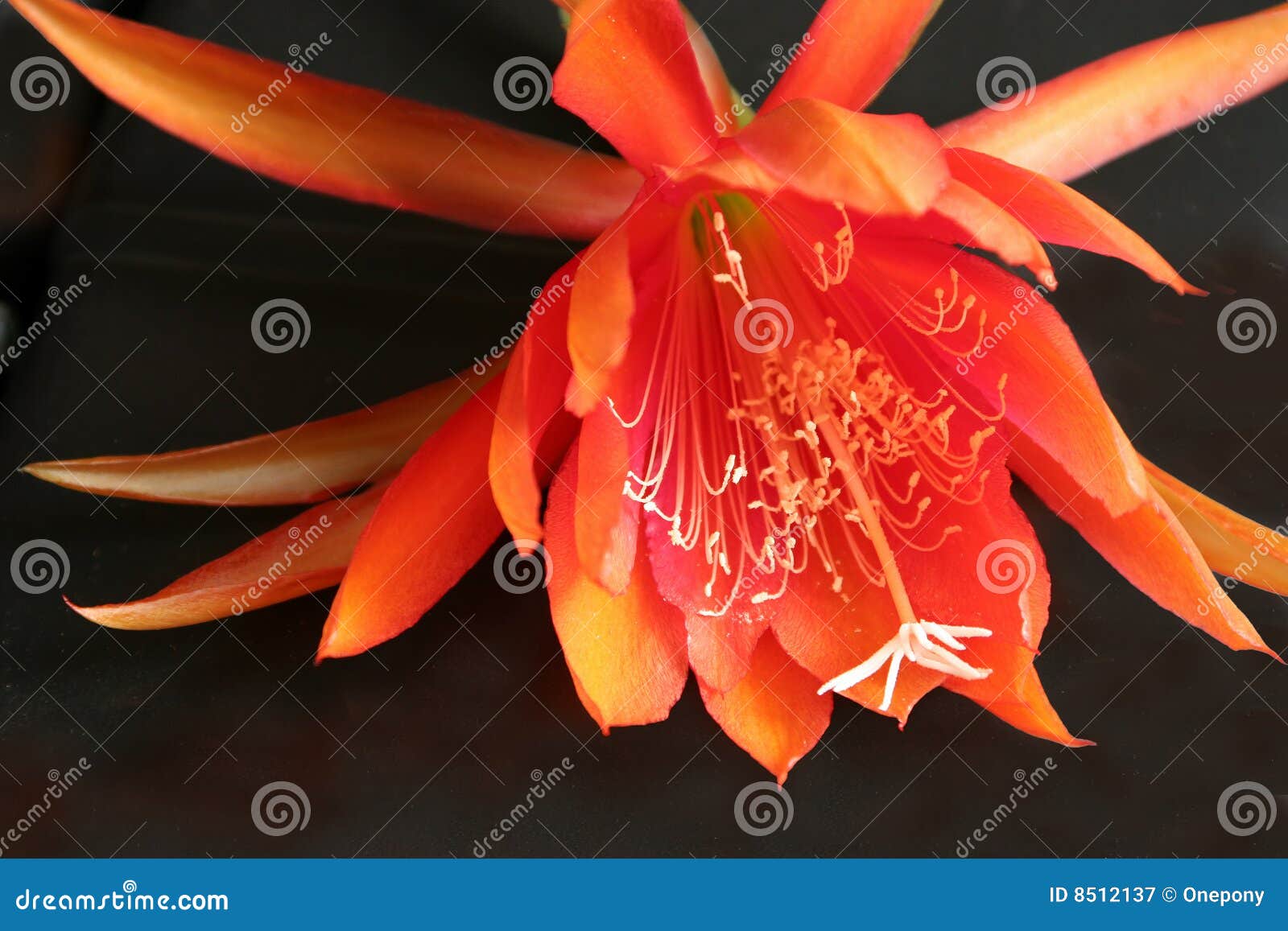 Orchid Cactus Flower stock image. Image of macro, epiphyllum - 8512137