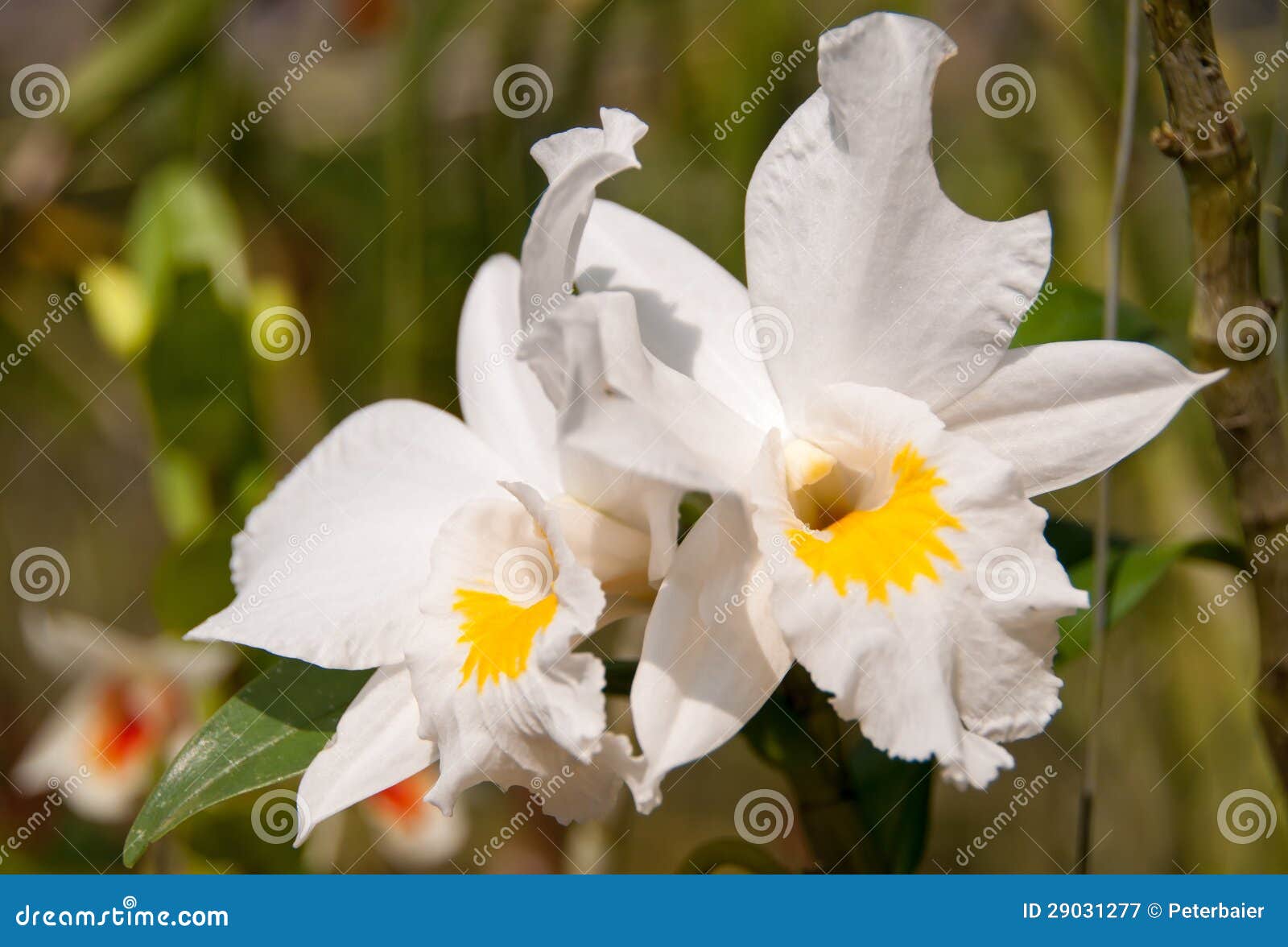 Orchid Cattleya white stock image. Image of decorative - 29031277