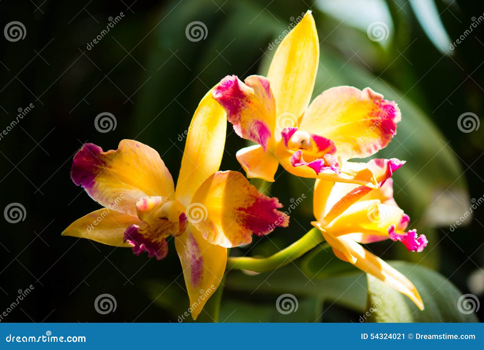 Orchid Cattlianthe stock image. Image of pink, blossoms - 54324021