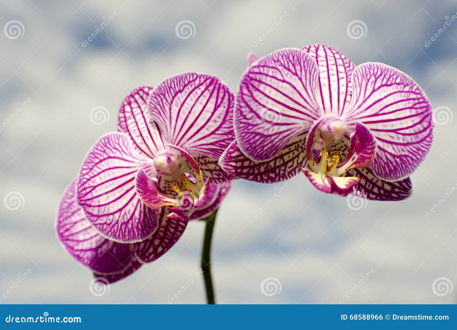 Orchid in the clouds stock photo. Image of garden, spring - 68588966