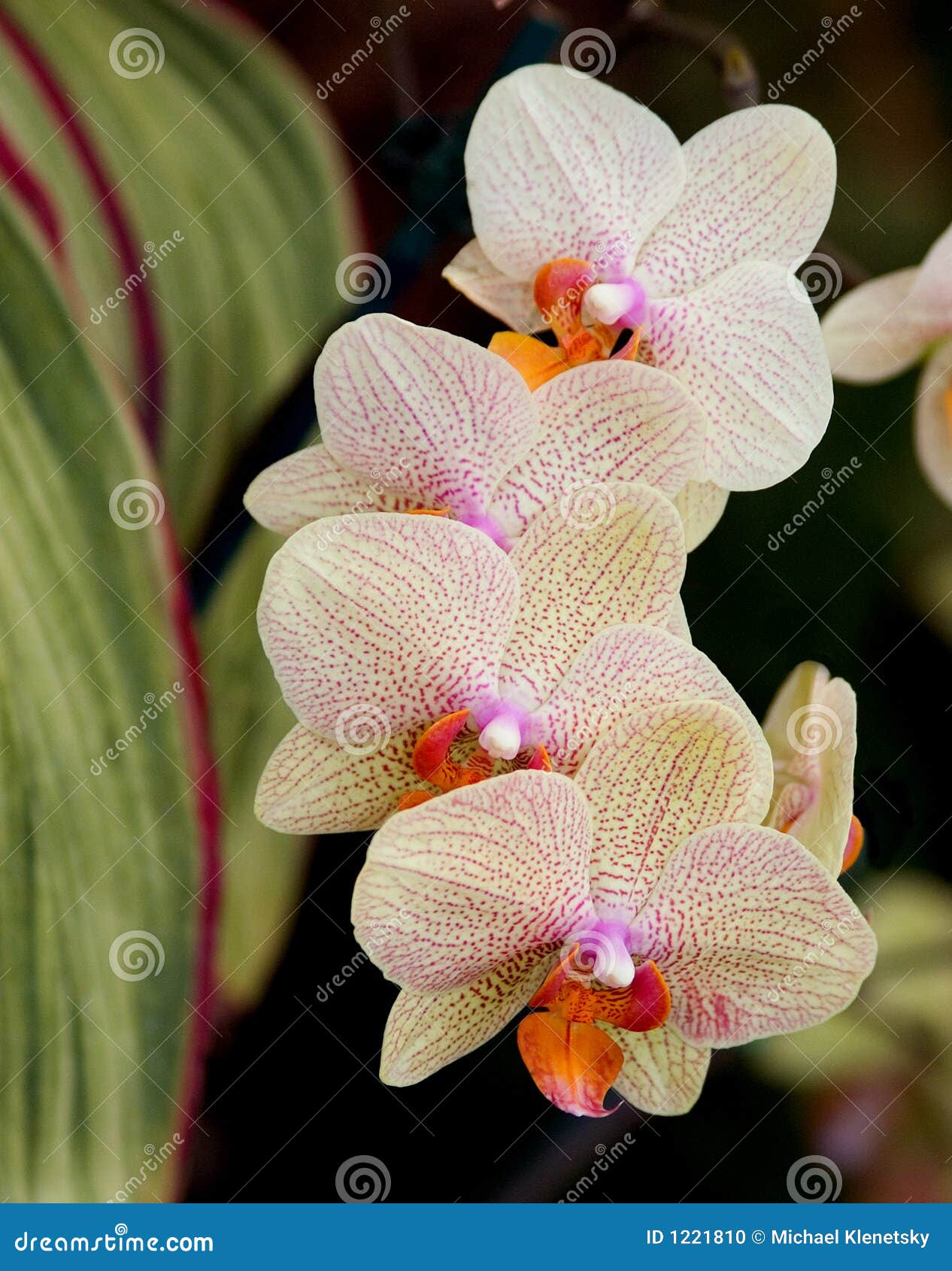 Orchid Cluster 2 stock photo. Image of floral, flower - 1221810