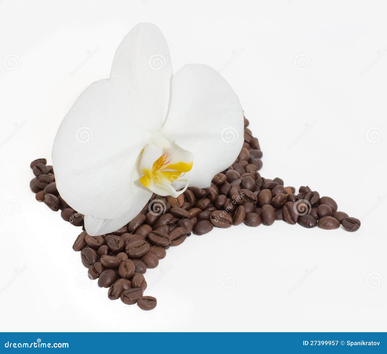 Orchid and coffee stock image. Image of white, petals - 27399957