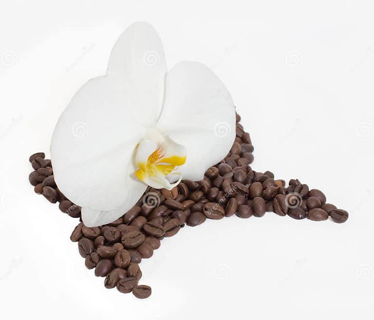 Orchid and coffee stock image. Image of white, petals - 27399957