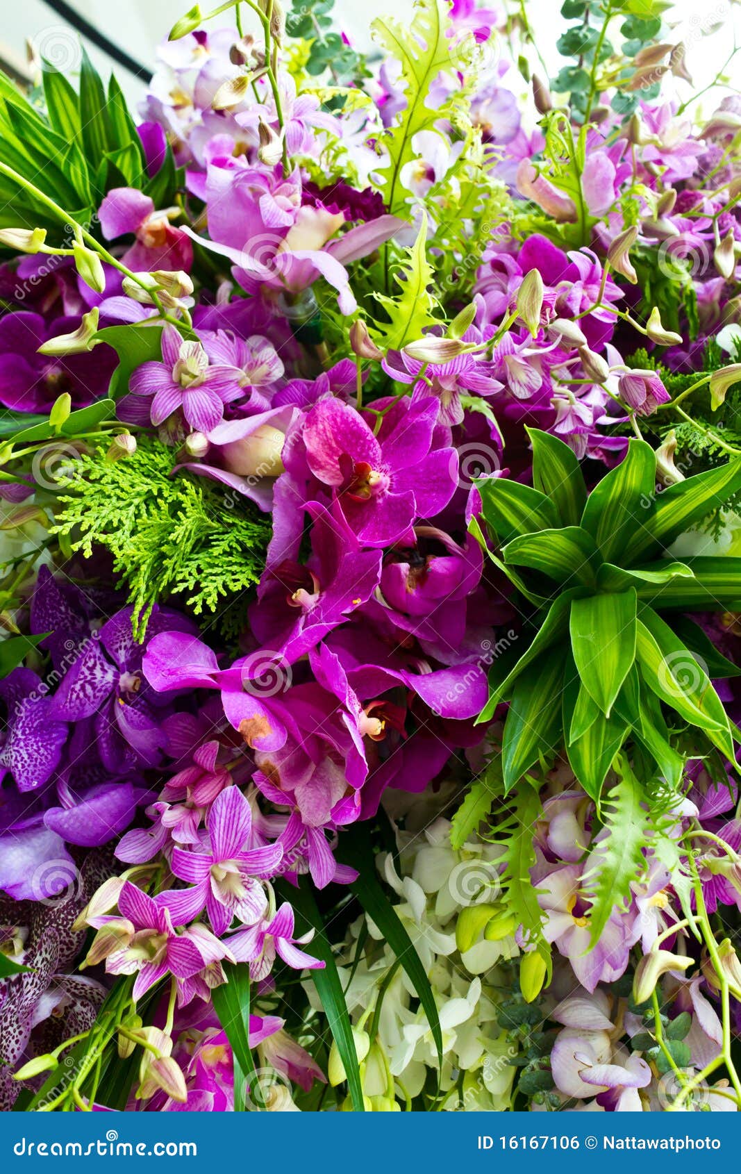 Orchid collection mix stock photo. Image of fresh, isolated - 16167106