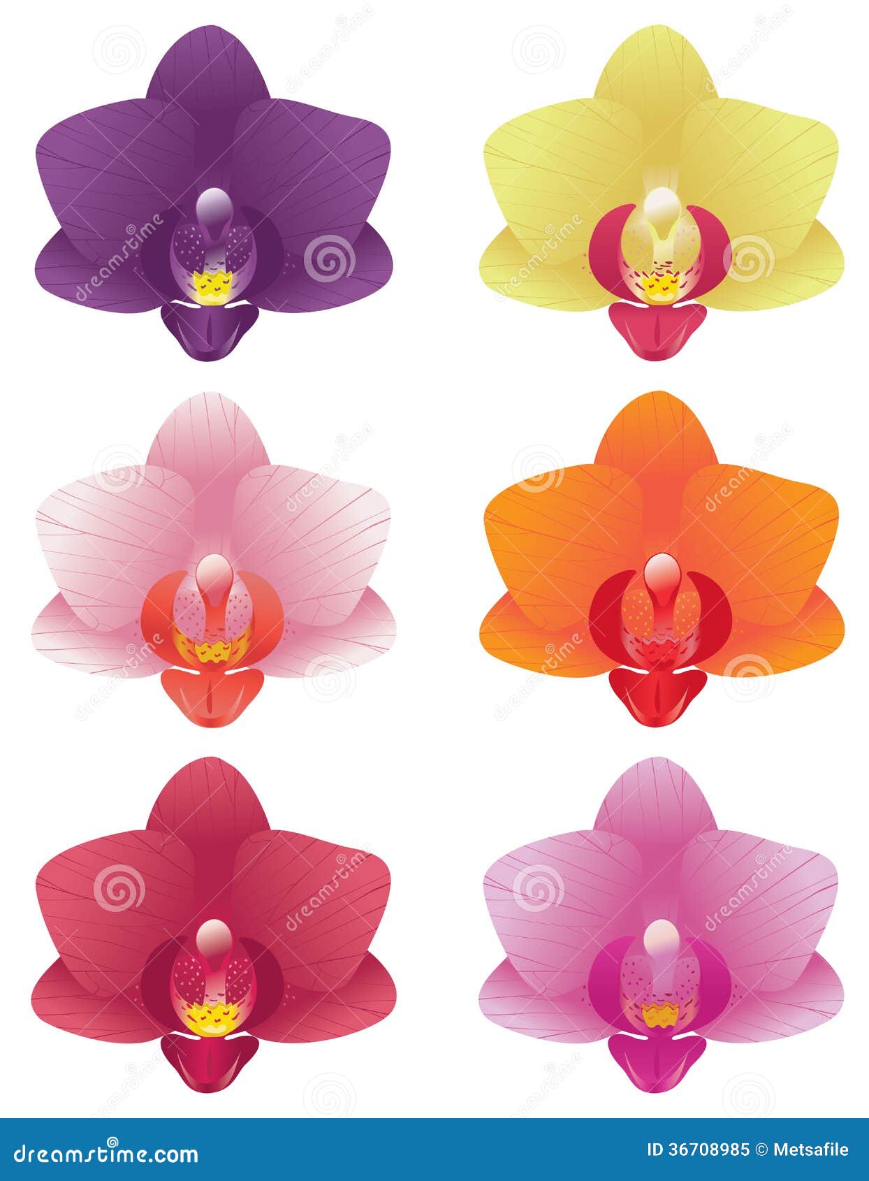 Orchid colors stock vector. Illustration of chart, botany - 36708985