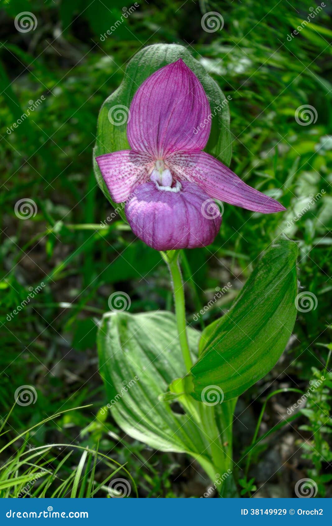 Orchid Cypripedium Macranthum Stock Image - Image of violet, book: 38149929