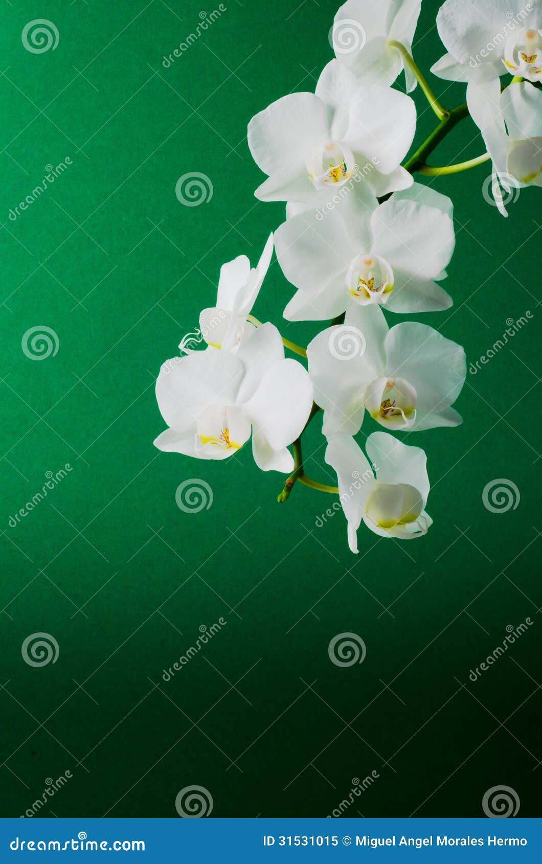 Orchid stock image. Image of gardening, orchid, whiteorchid - 31531015
