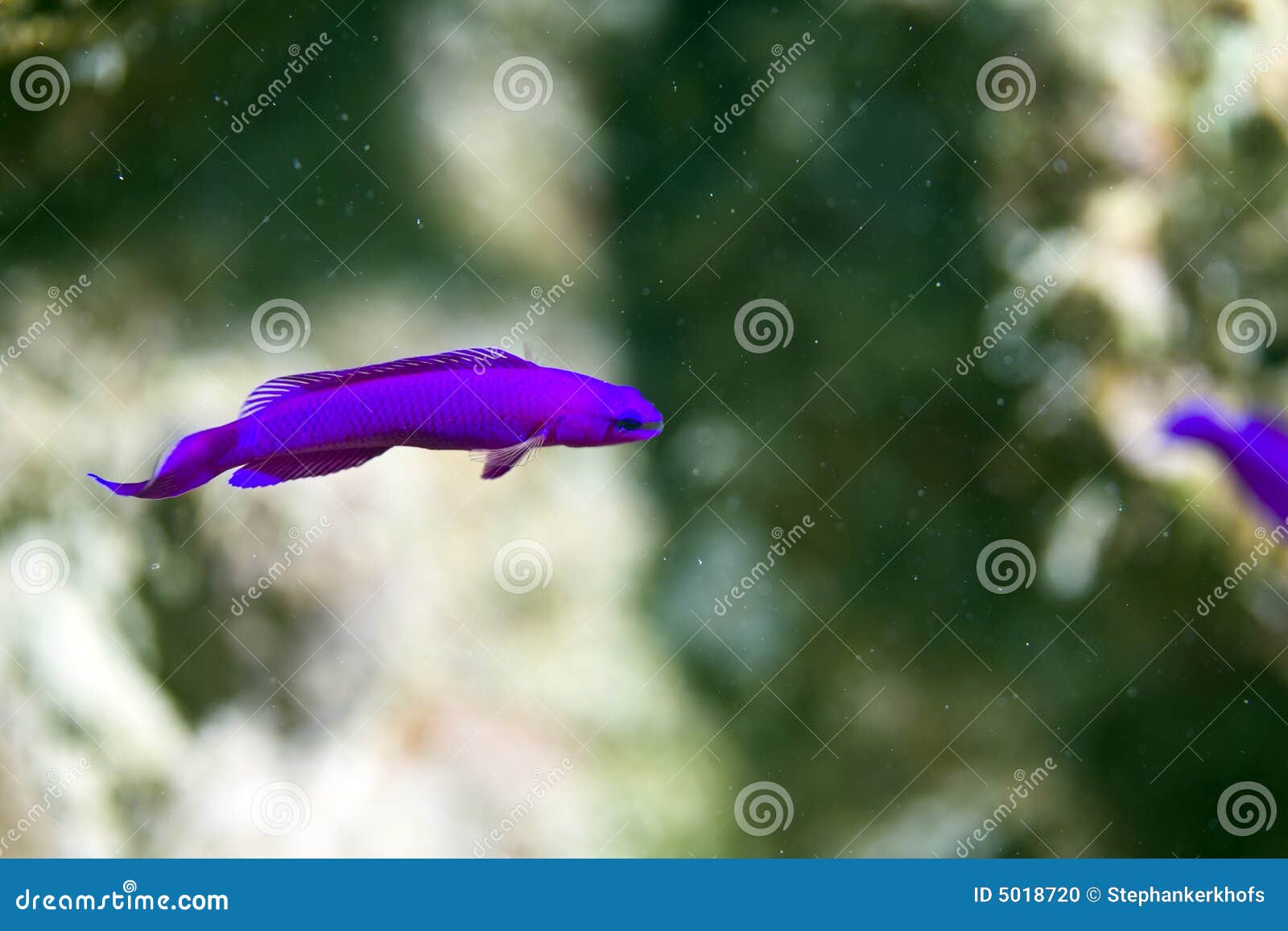 Orchid Dottyback (pseudochromis Fridmani) Stock Photo - Image of giant ...