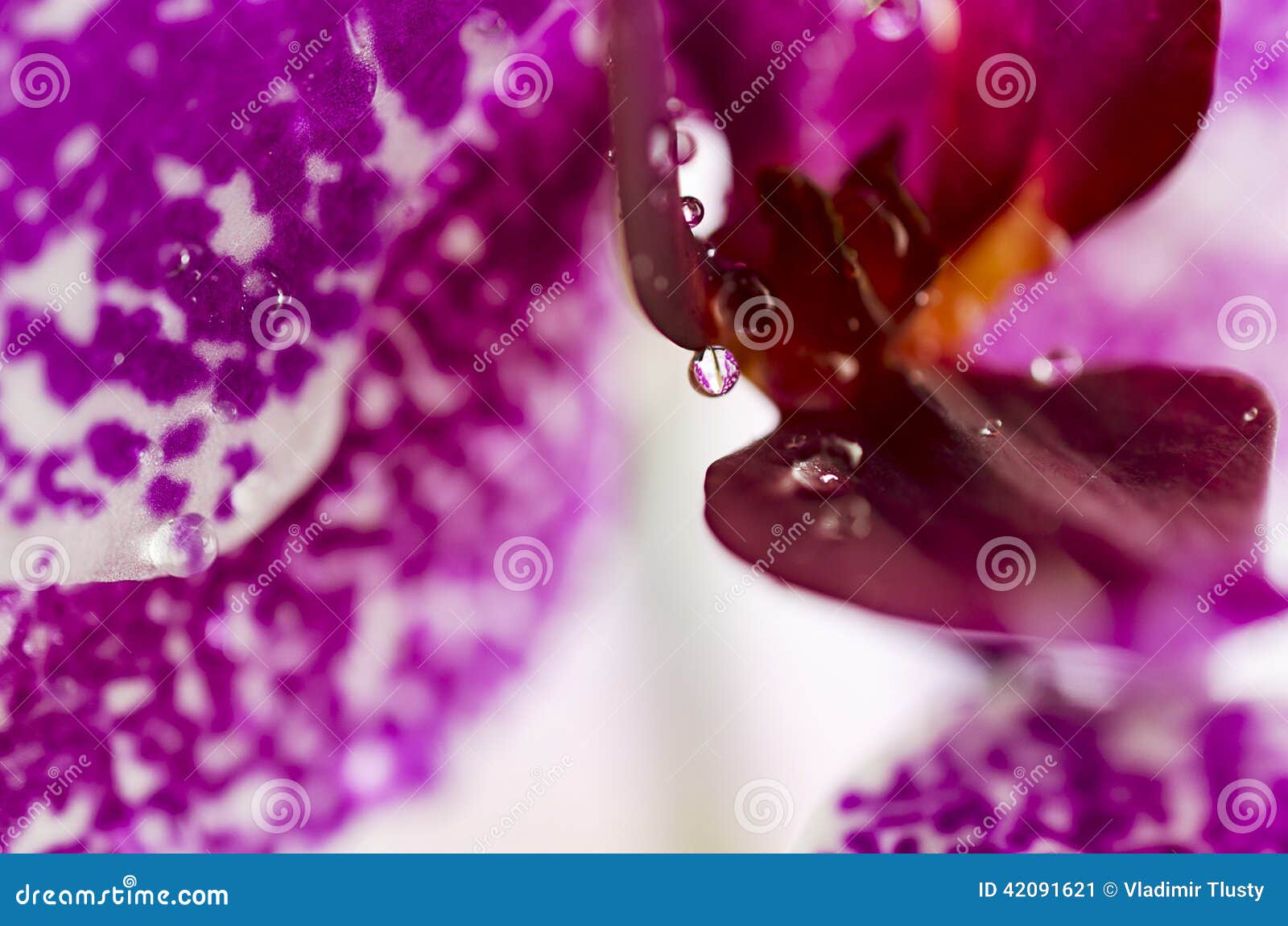 Orchid stock image. Image of beautiful, decorative, garden - 42091621