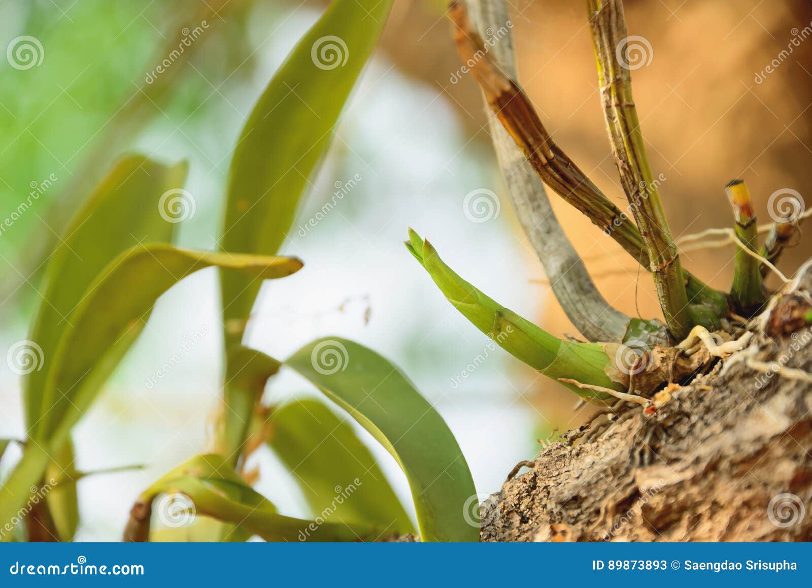 Orchid stock image. Image of branch, leaf, graybeard - 89873893