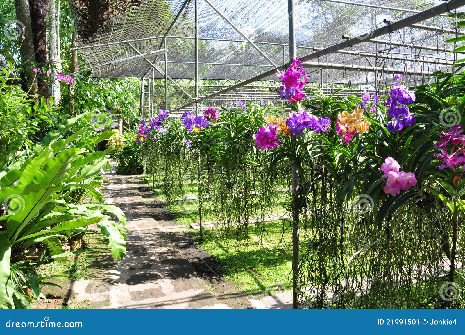 Orchid farm stock image. Image of green, colourful, yellow - 21991501