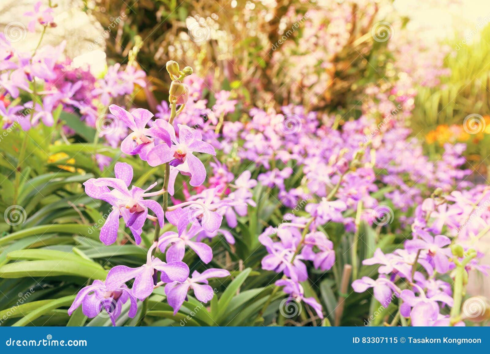 Orchid farm stock image. Image of flower, farm, elegance - 83307115