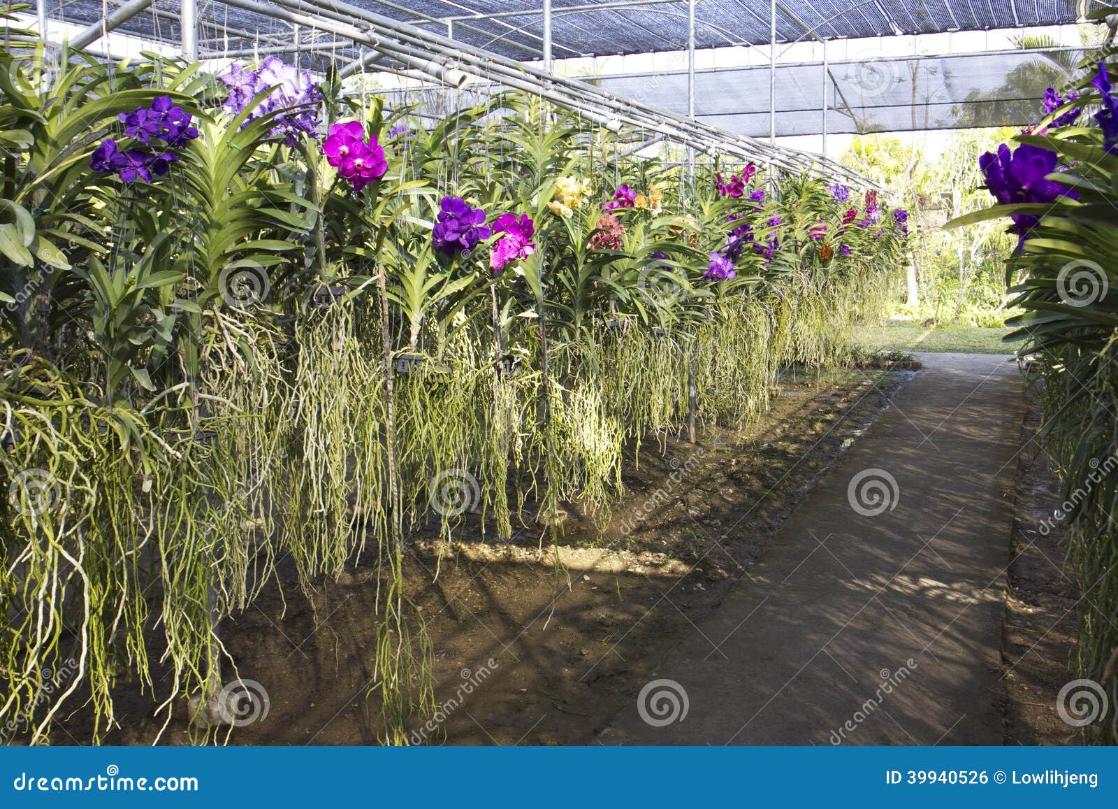 Orchid farm stock photo. Image of asian, farm, cultivated - 39940526