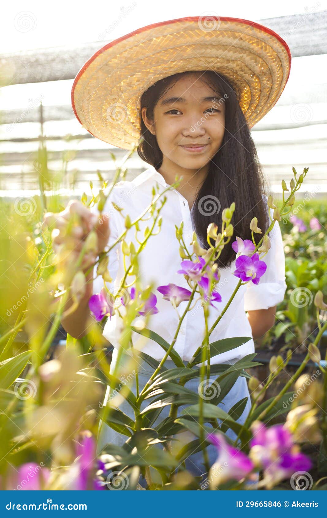 Orchid farm girl stock photo. Image of bloom, botanical - 29665846