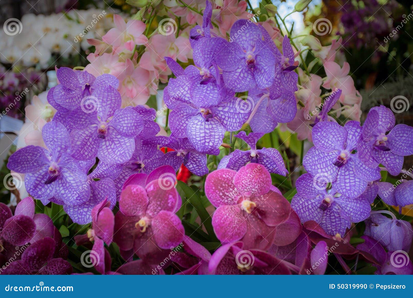 Orchid stock photo. Image of orchid, thailand, flower - 50319990