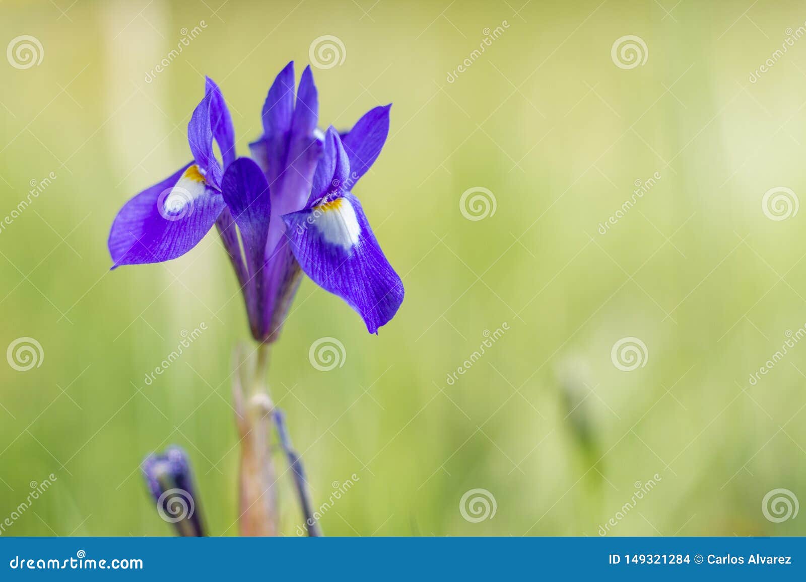 Orchid in the field stock photo. Image of blossom, floral - 149321284