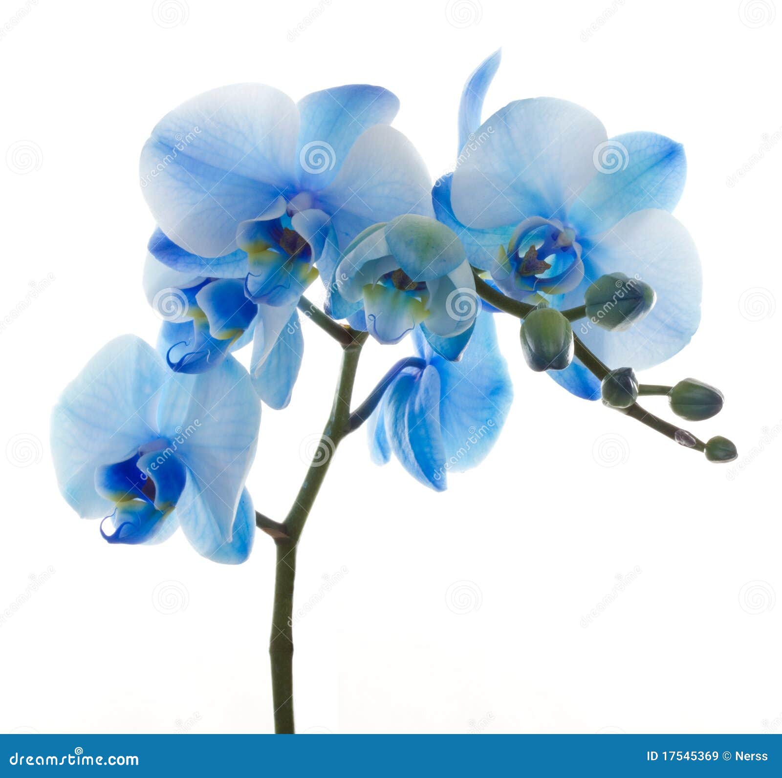 Orchid flower stock image. Image of nature, elegant, florist - 17545369
