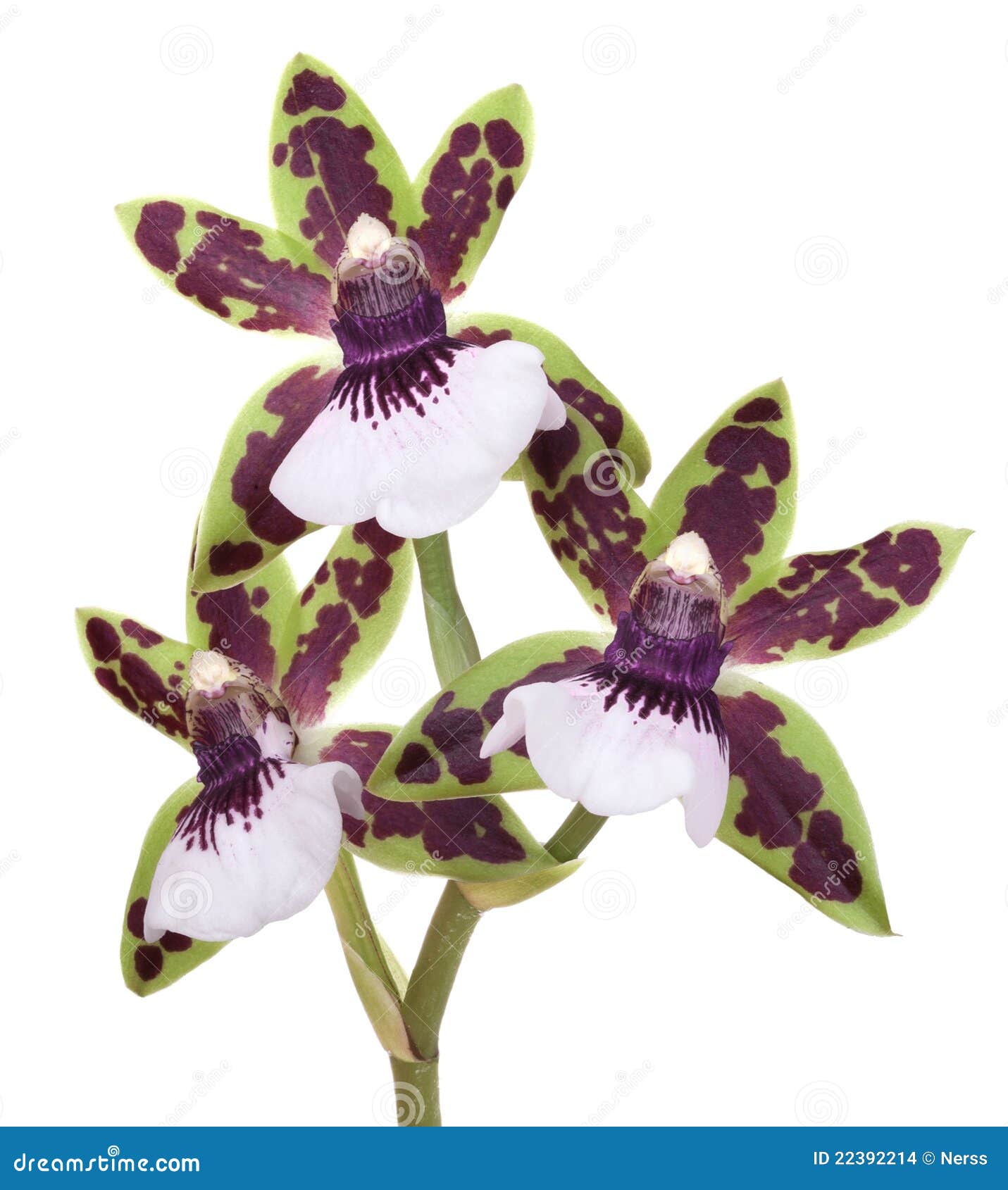 Purple Orhidei Stock Photos - Free & Royalty-Free Stock Photos from ...