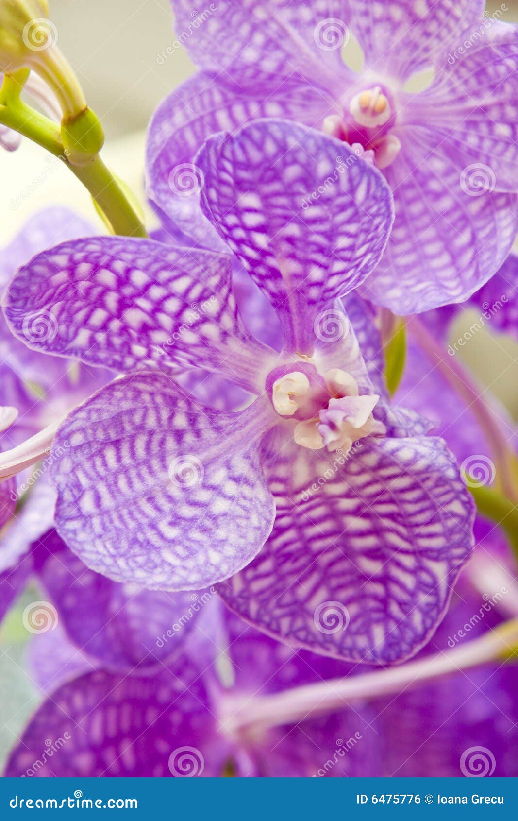 Orchid Flower In Orchid Garden At Winter Or Spring Day For Beauty And ...
