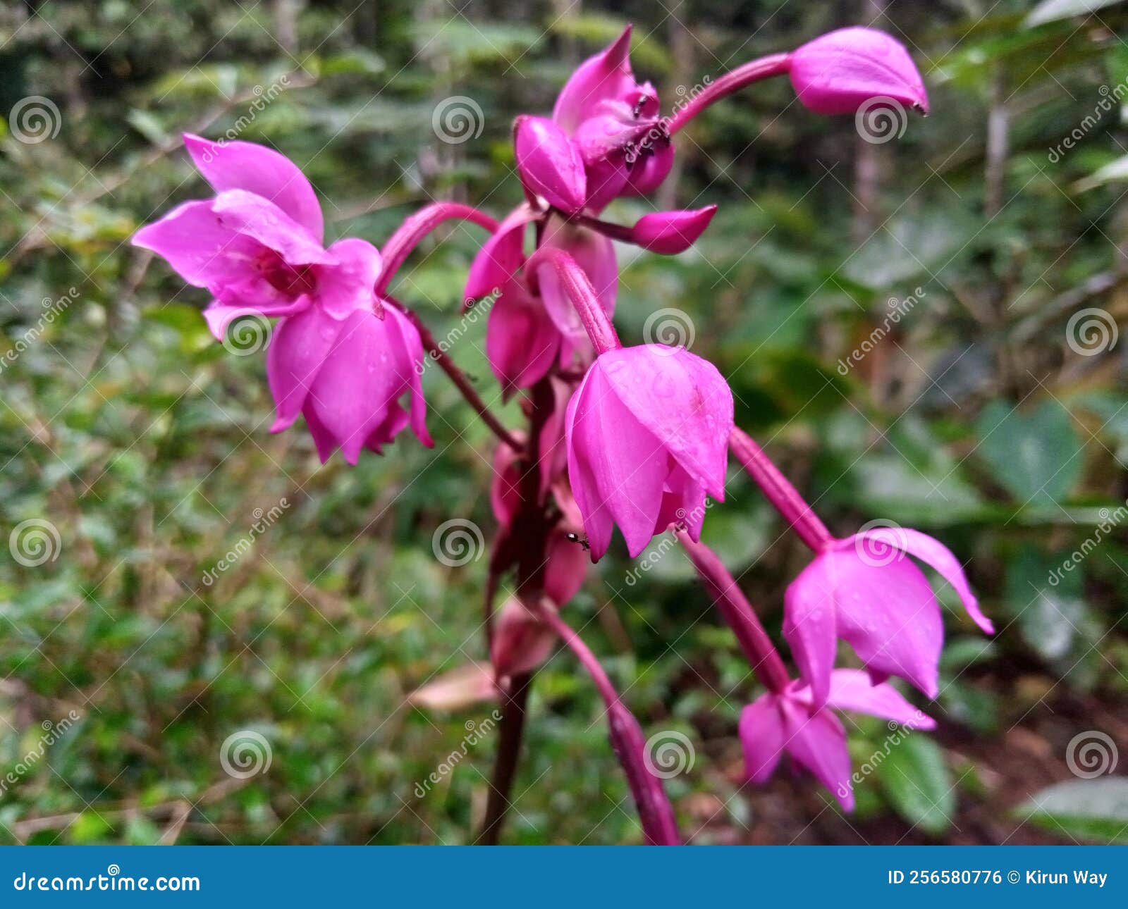 Orchid Flower with Abstract Background, in Central Java this Sire Stock ...
