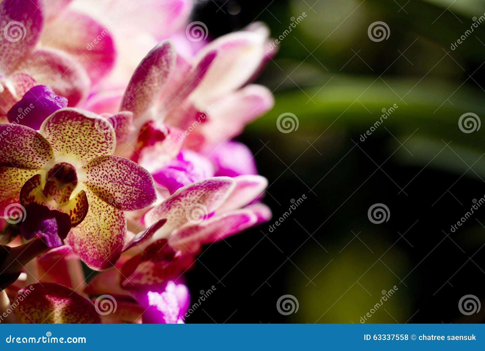 Orchid Flower Background Art Abstract Stock Photo - Image of orchid ...