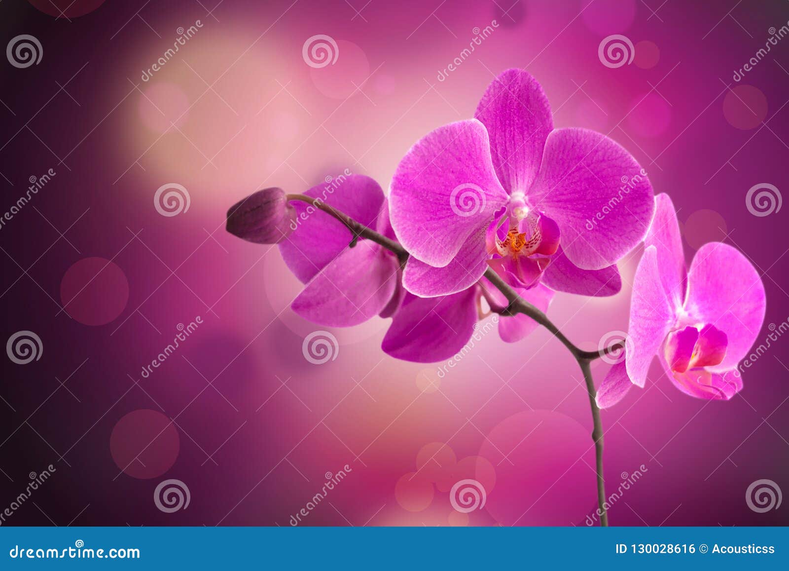 Orchid Flower Border Design Stock Photo - Image of branch, blossom ...