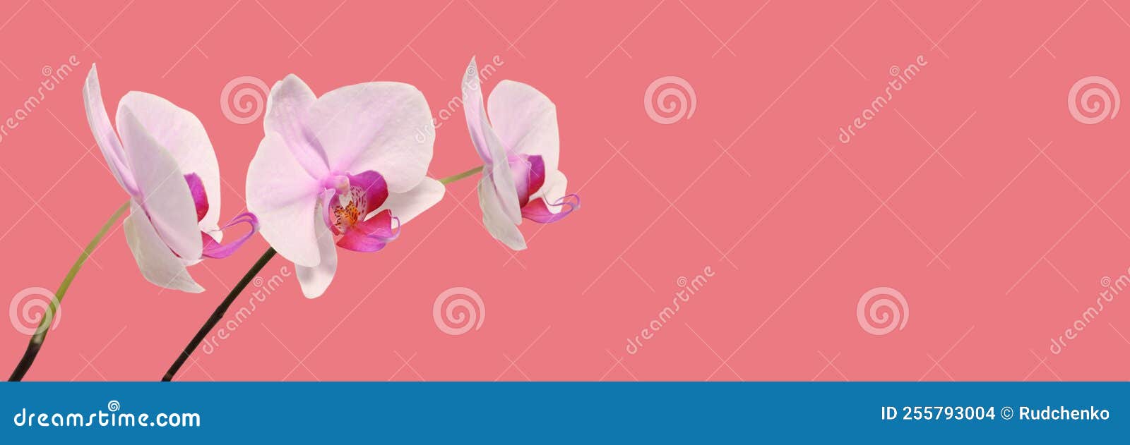 Orchid Flower Bouquet on Pink Long Horizontal Background Stock Photo ...
