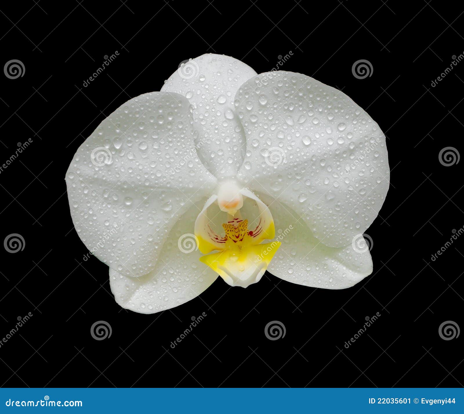Orchid Flower in the Dew Drops Stock Image - Image of orchidaceae ...