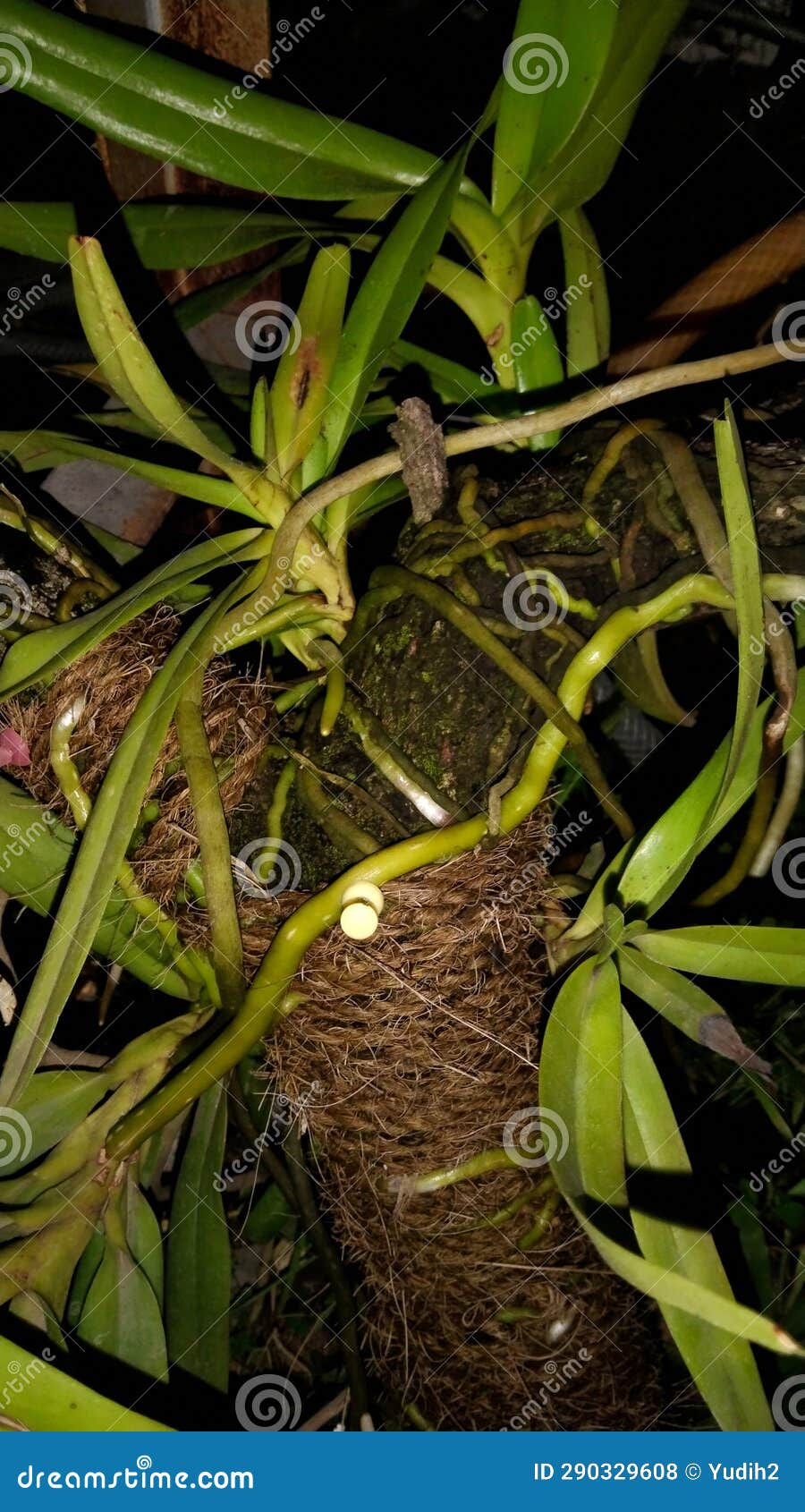 Orchid flower flo orc stock photo. Image of flower, flowers - 290329608