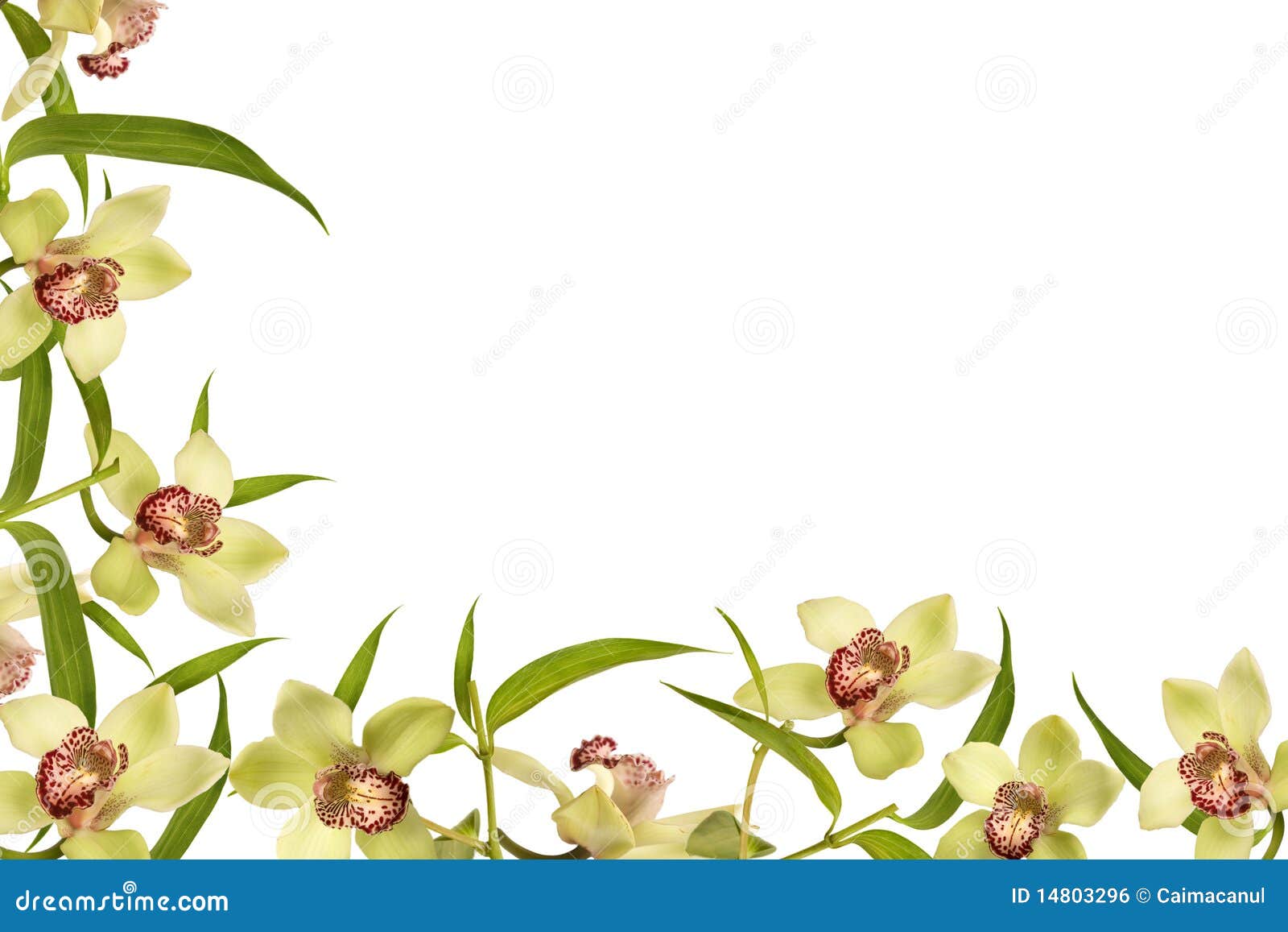 Orchid flower frame stock photo. Image of card, botanical - 14803296
