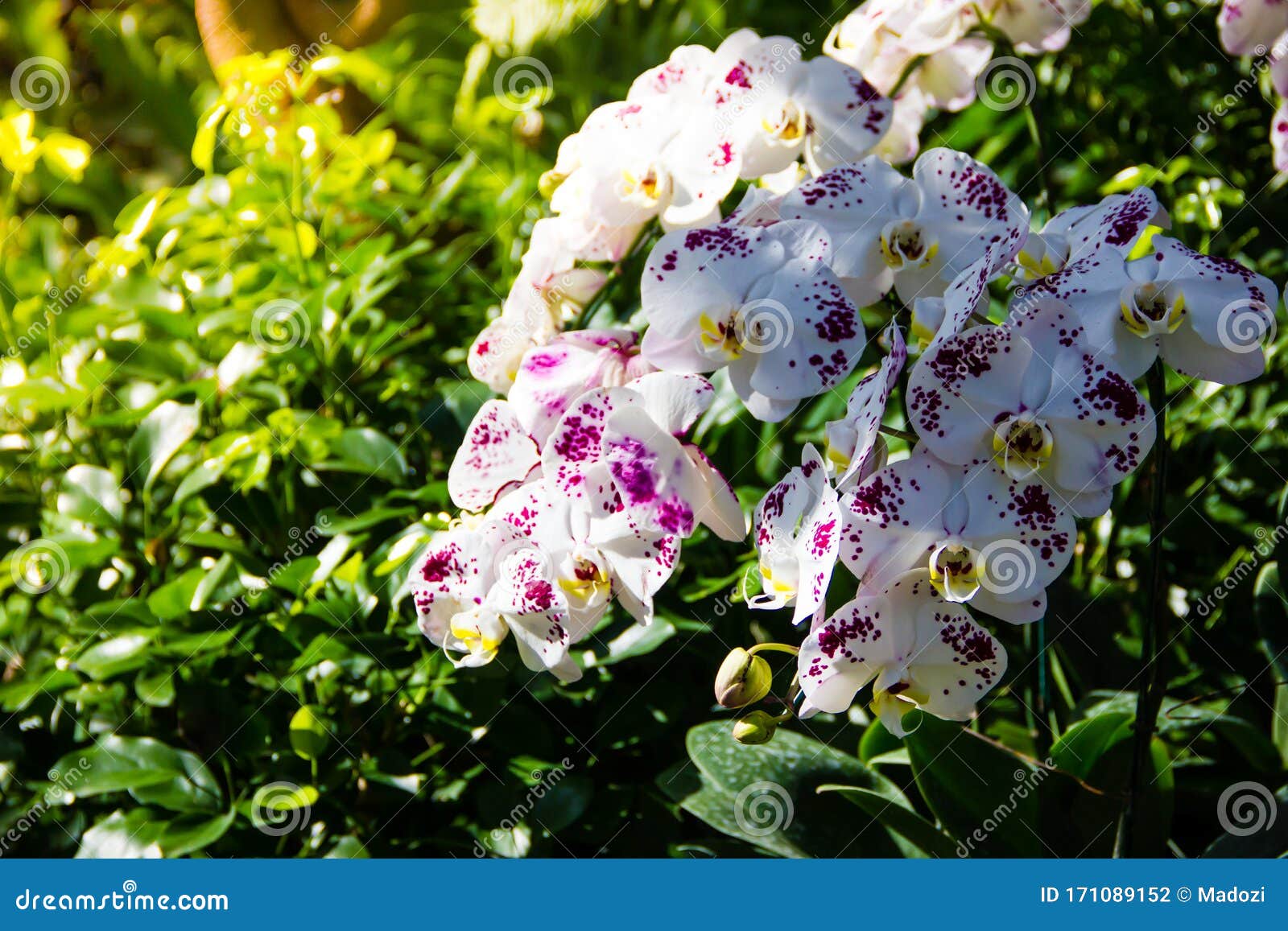 Orchid flower in garden stock photo. Image of floral - 171089152