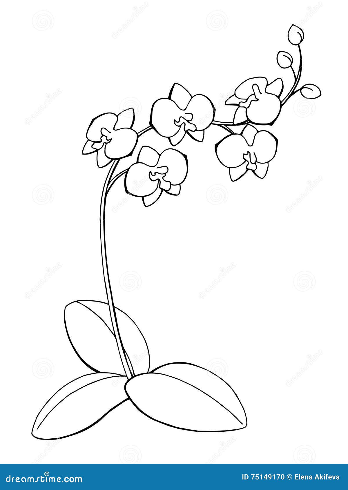 Orchid Flower Graphic Art Black White Sketch Illustration Stock Vector