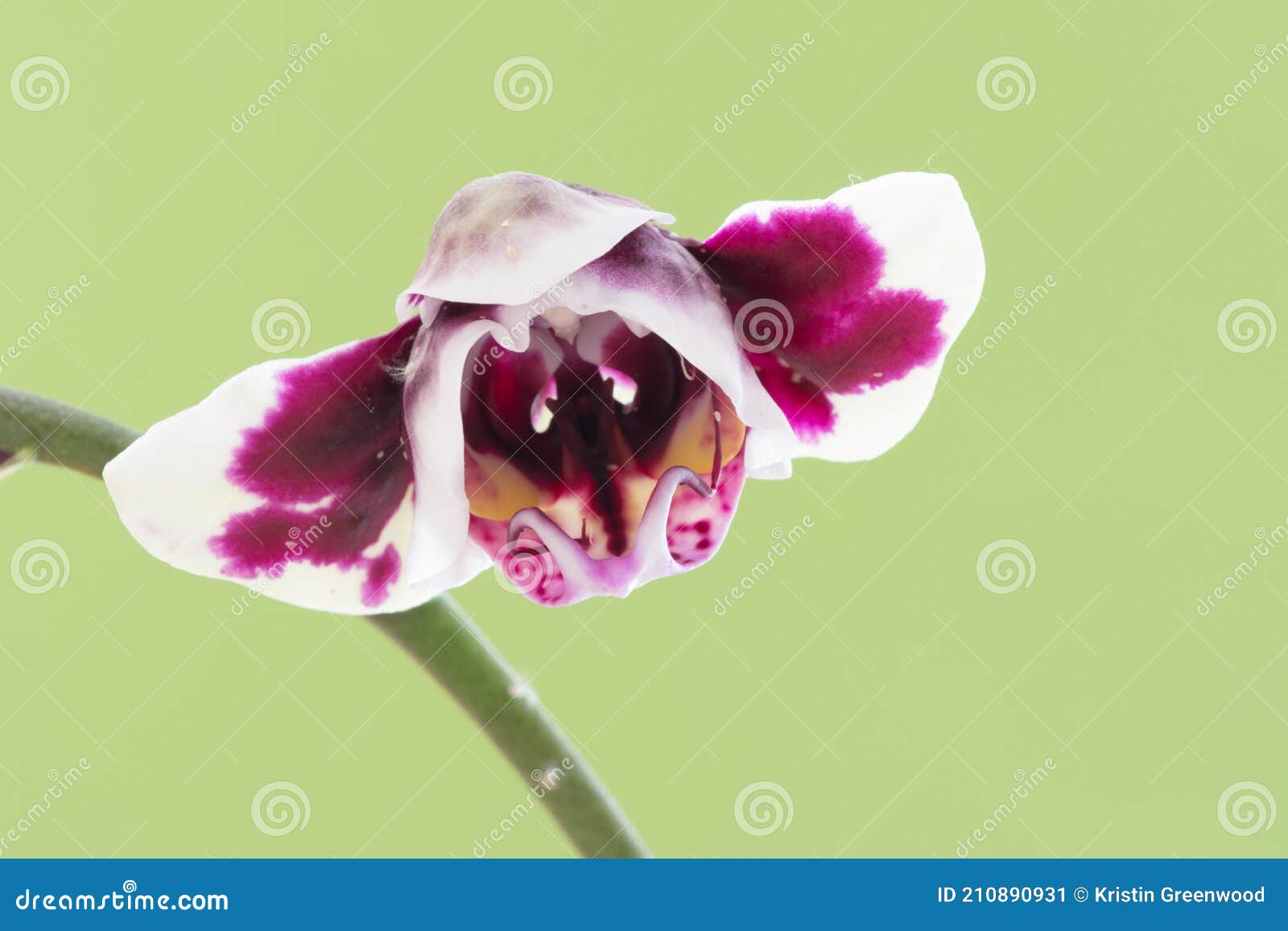 Orchid Flower Half-open Infested with Mealybug Stock Image - Image of ...