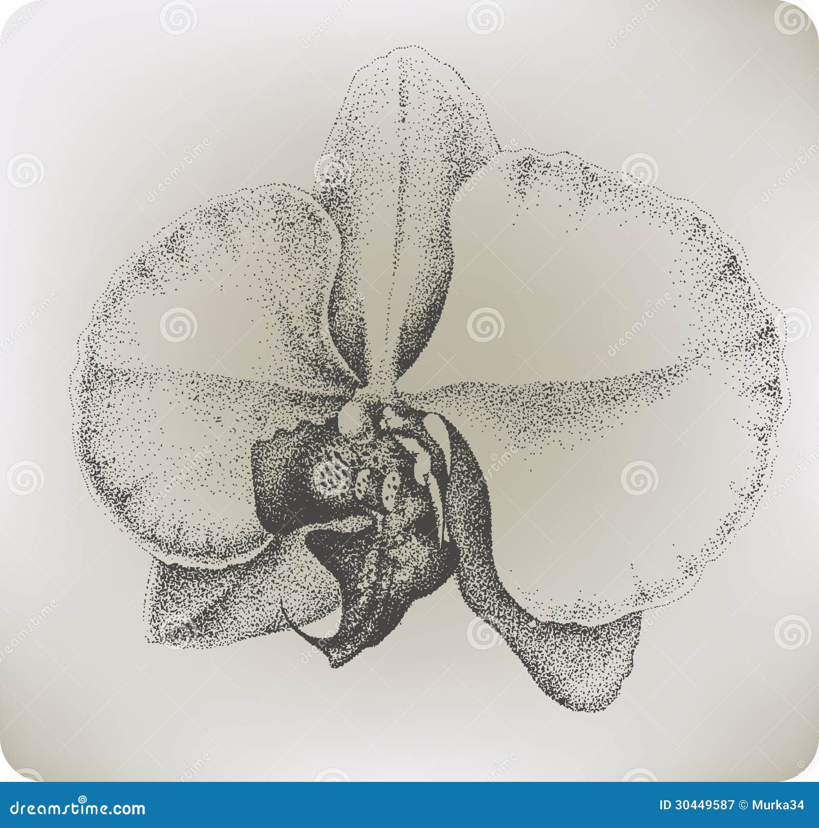 Orchid Flower, Hand Drawing. Vector Illustration. Stock Vector ...