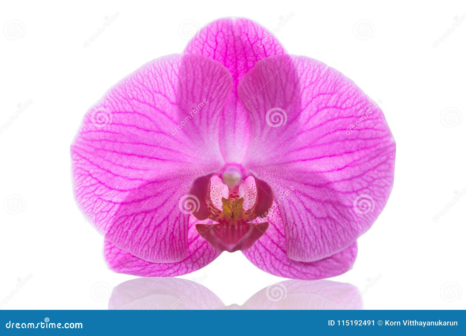 Orchid Flower Pink Phalaenopsis Or Moth Dendrobium Isolated Stock Image