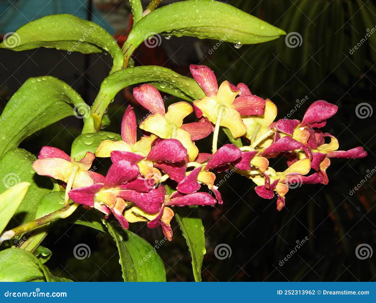 Orchid Flower, Red Color after the Rain Stock Photo - Image of flower ...