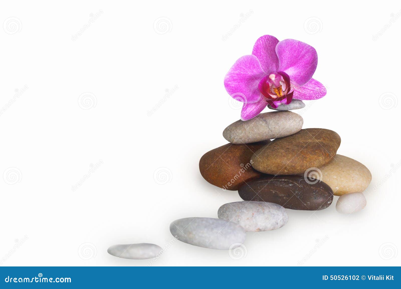 Orchid Flower on the Rocks in White Stock Photo - Image of detail ...