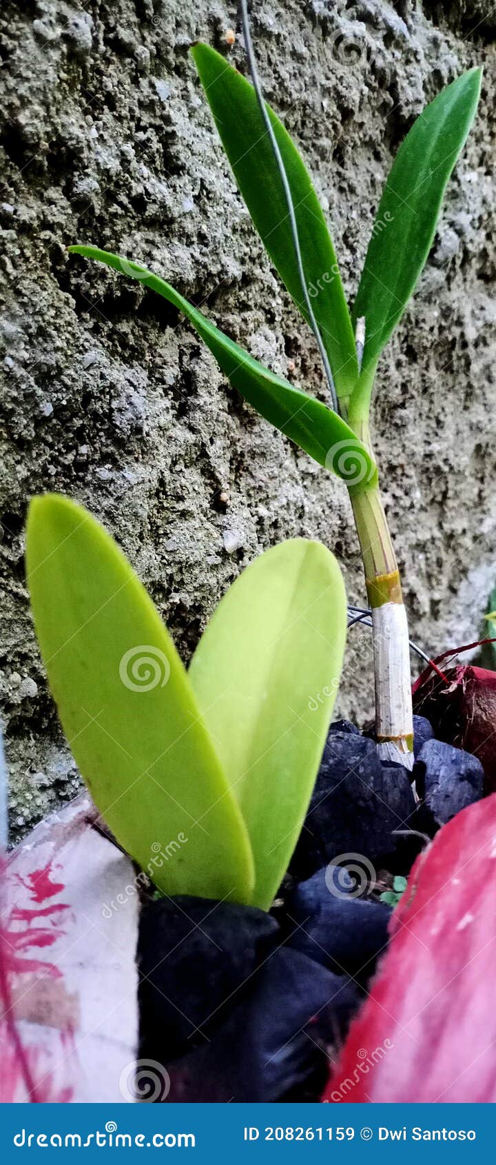 Engle Tilted Stock Photos - Free & Royalty-Free Stock Photos from ...