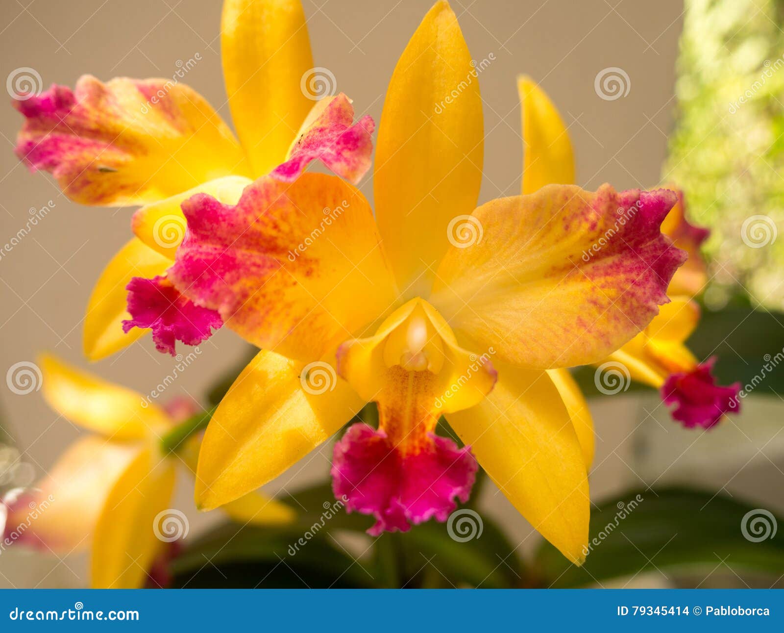 Orchid Flower stock photo. Image of yellow, color, decoration - 79345414