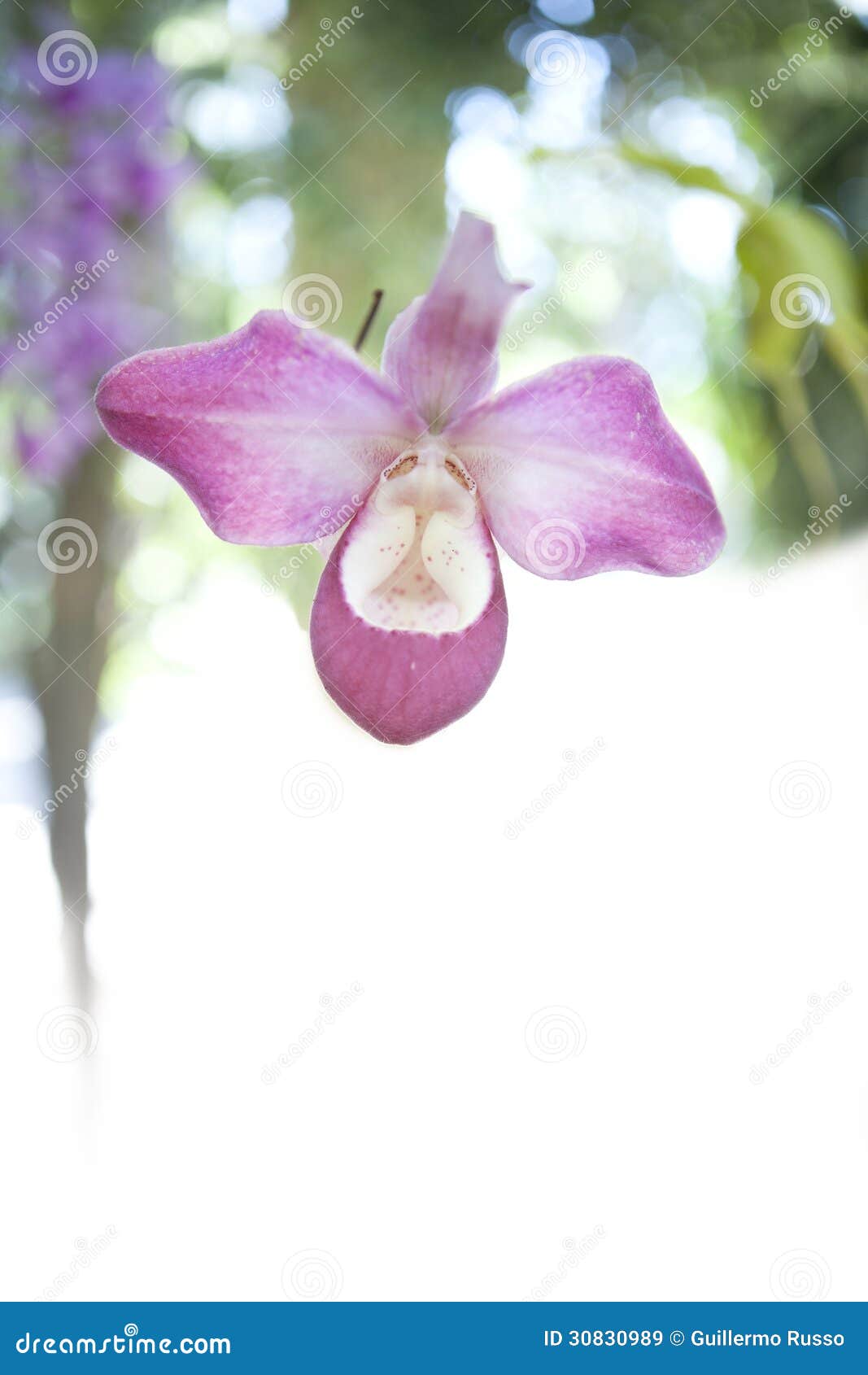Orchid flower stock image. Image of gardening, bloom - 30830989