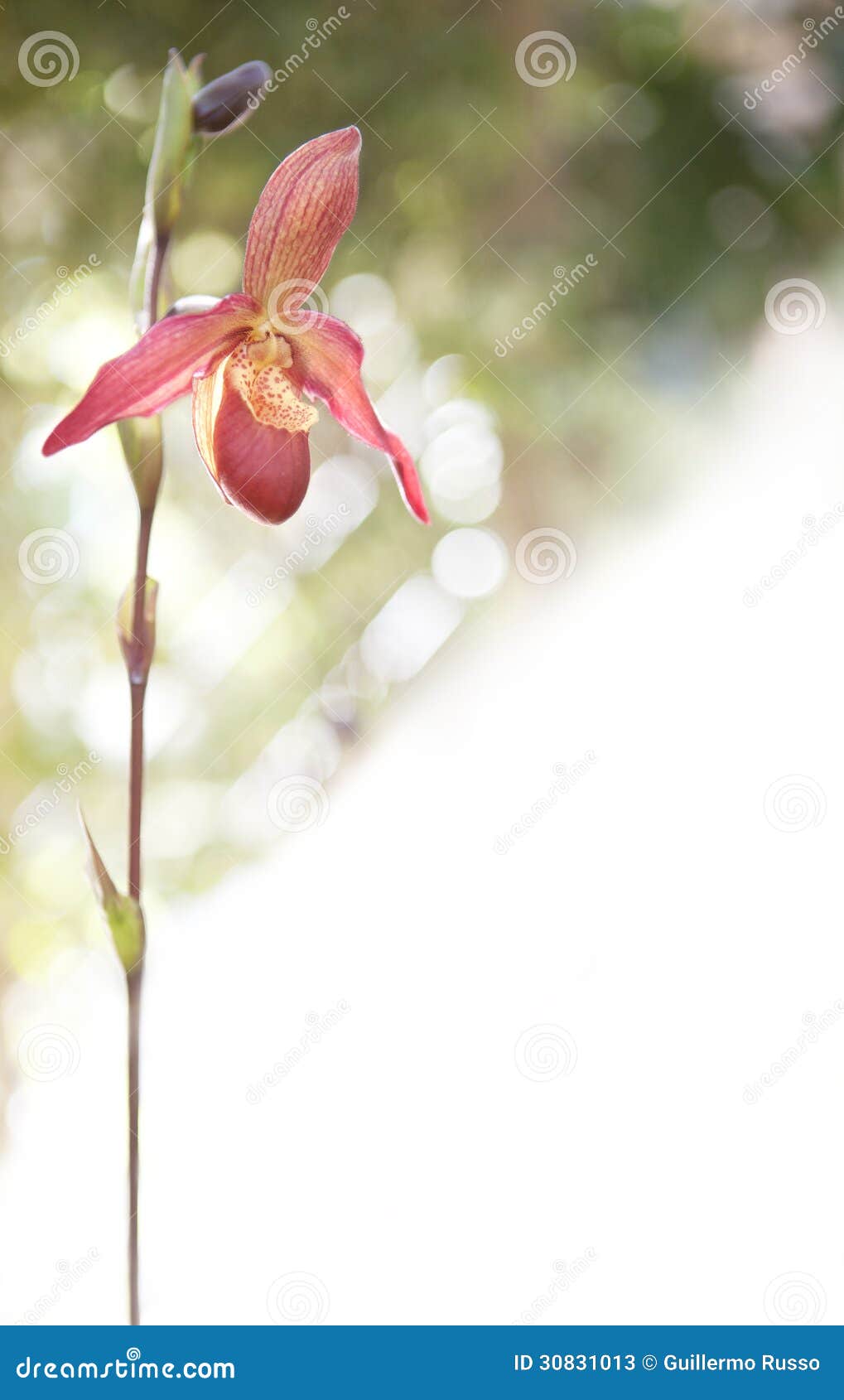 Orchid flower stock image. Image of beautiful, elegant - 30831013