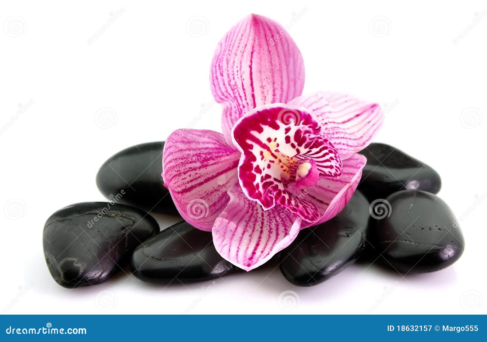 Orchid flower on the stone stock image. Image of freshness - 18632157