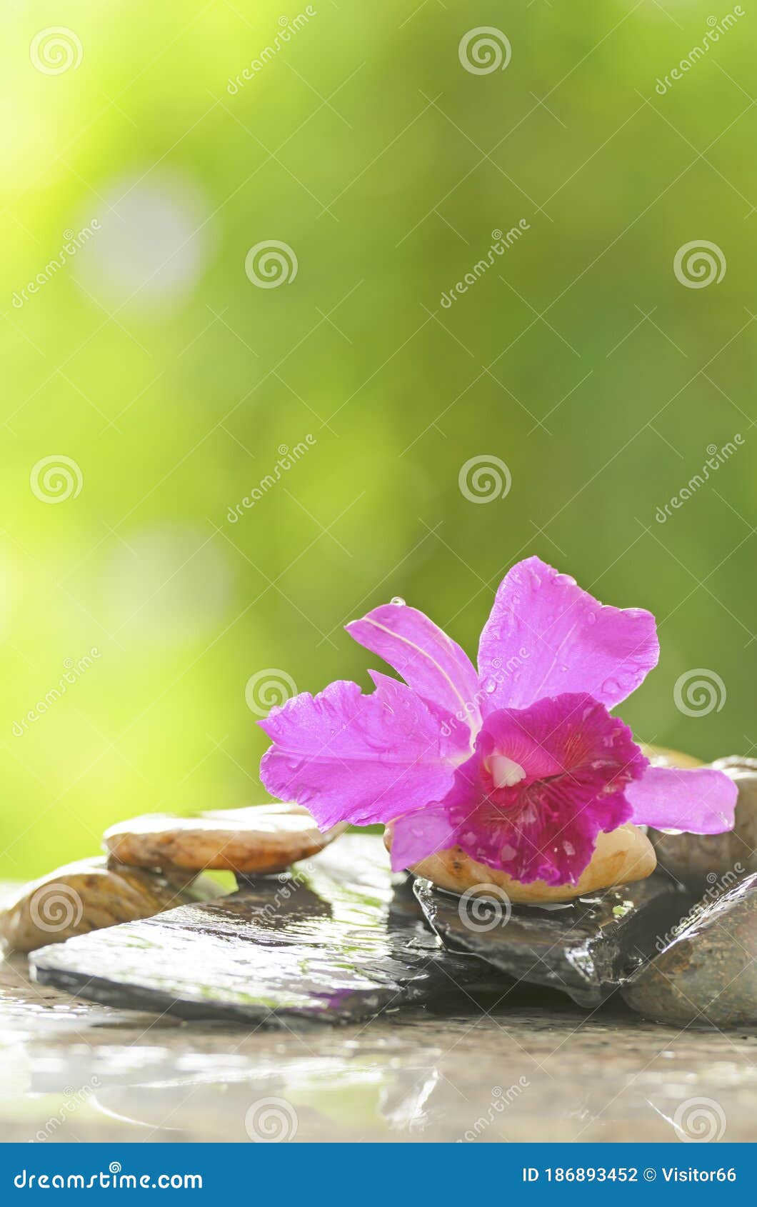 Orchid flower on stone stock photo. Image of sunlight - 186893452