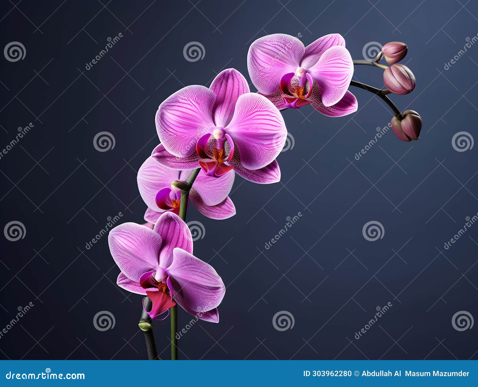 Orchid Flower in Studio Background, Single Orchid Flower, Beautiful ...
