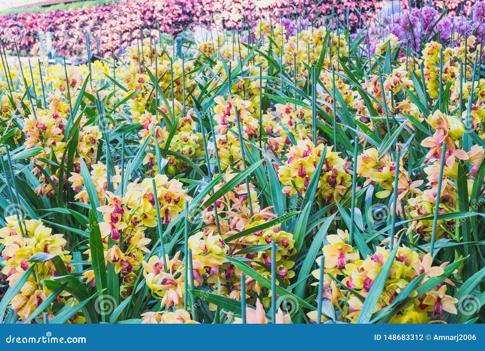 Orchid Flower in Tropical Garden. Stock Photo - Image of white, orchids ...