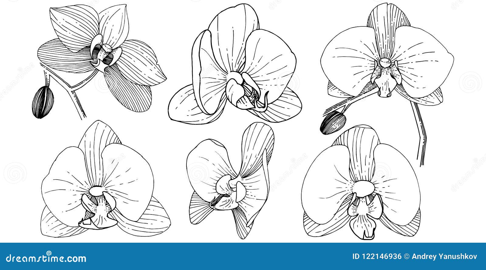 Orchid Flower in a Vector Style Isolated. Stock Vector - Illustration ...