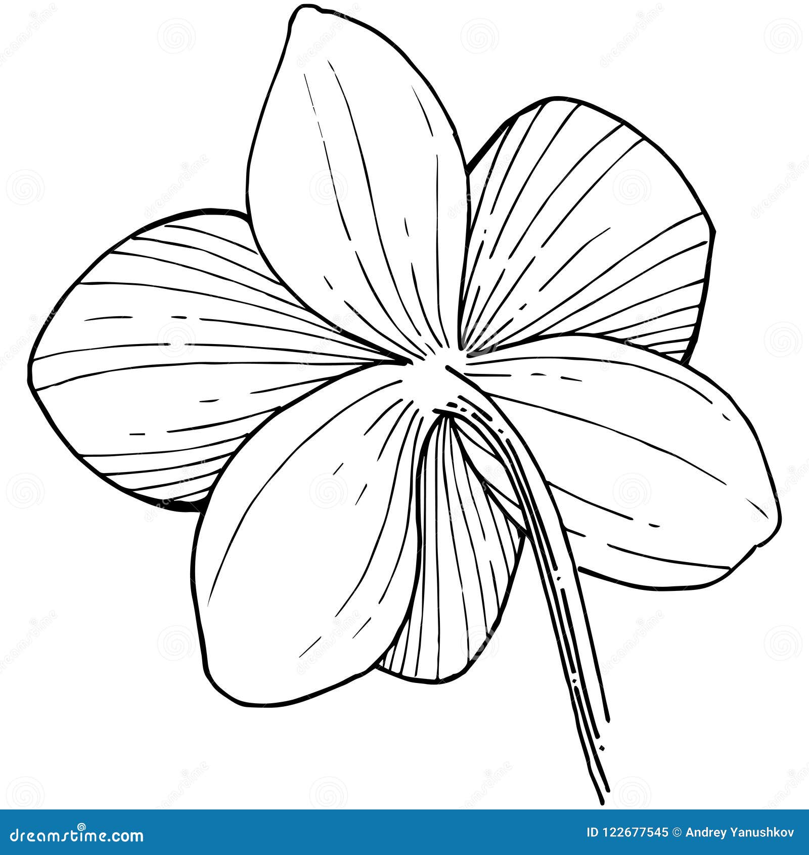 Orchid Flower in a Vector Style Isolated. Stock Vector - Illustration ...