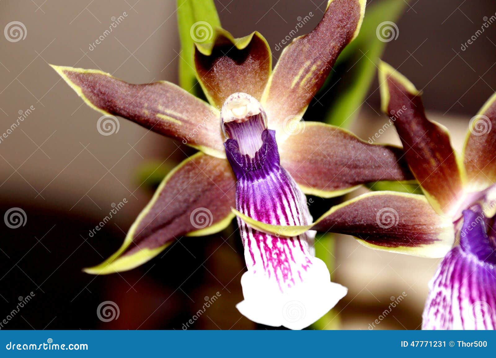 The orchid flower stock image. Image of plant, brown - 47771231