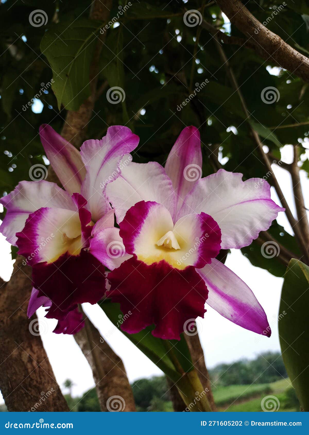 Orchid in the Flowering and Colorful Bush Tree. Stock Photo - Image of ...