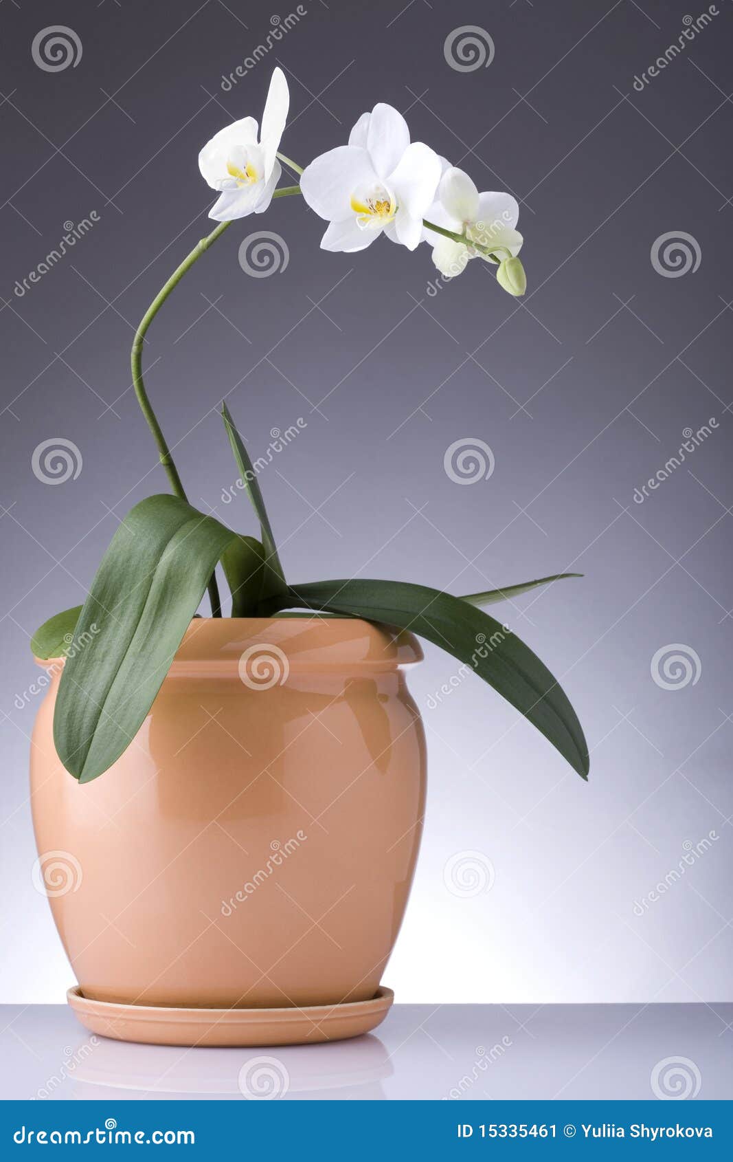 Orchid in flowerpot stock image. Image of terracotta - 15335461